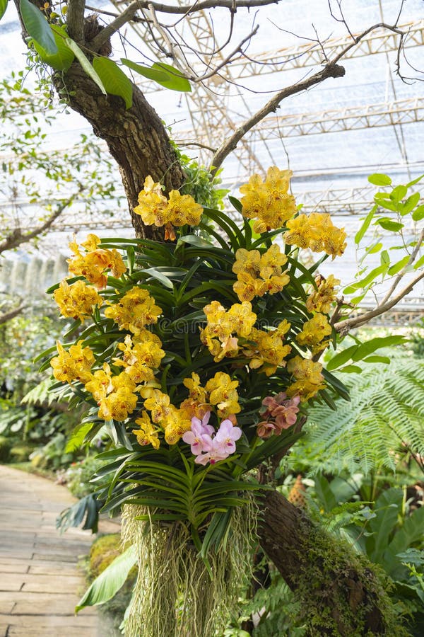 The Yellow Phalaenopsis Orchid on Big Tree in Garden Stock Photo ...