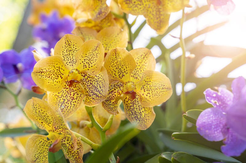 The Yellow Phalaenopsis Orchid in Garden Stock Image - Image of flower ...