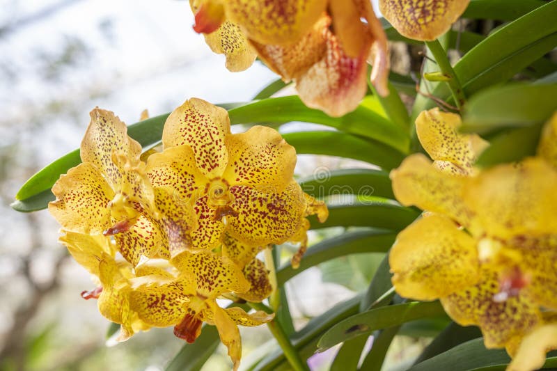 The Yellow Phalaenopsis Orchid in Garden Stock Image - Image of petal ...