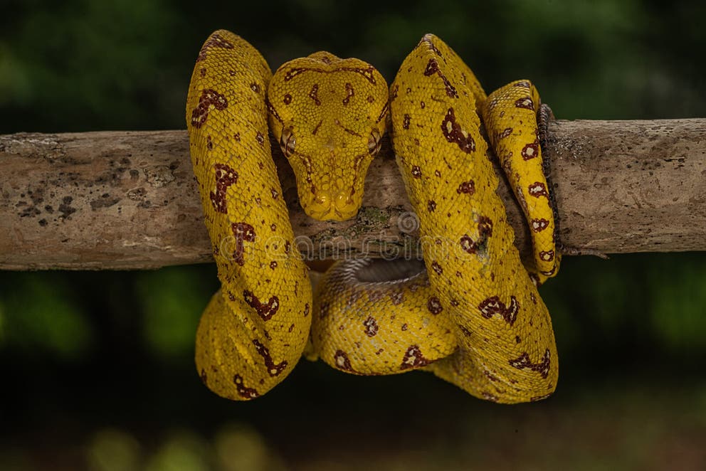Yellow-phase Green Tree Python Perched on a Tree Stock Image - Image of ...