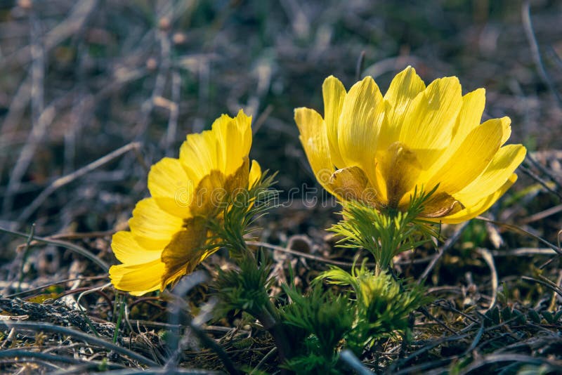 Yellow Pheasant S Eye or Adonis Vernalis Flower in Nature Stock Image ...