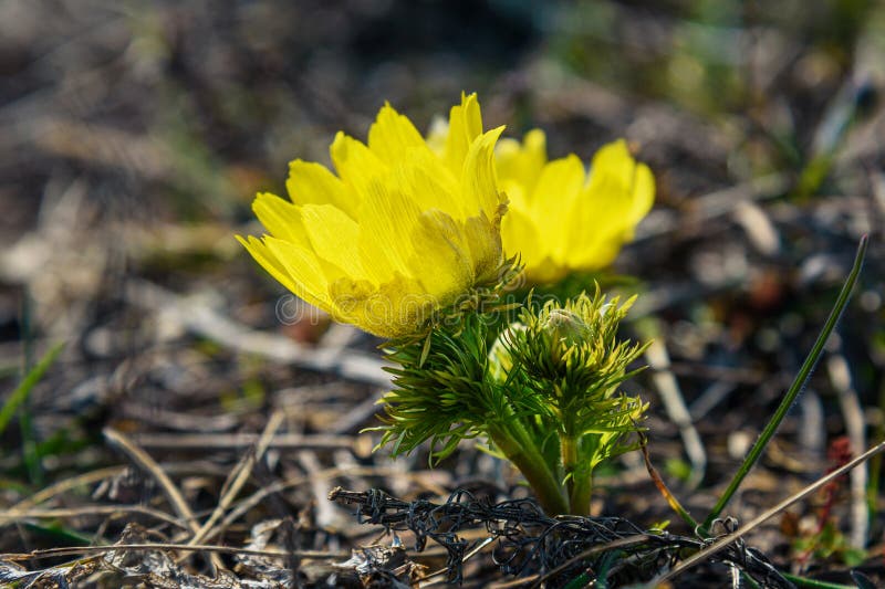 Yellow Pheasant S Eye or Adonis Vernalis Flower in Nature Stock Image ...