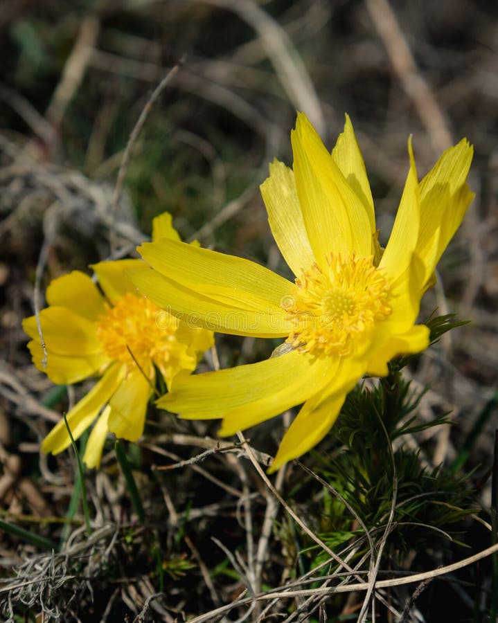 Yellow Pheasant S Eye or Adonis Vernalis Flower in Nature Stock Image ...