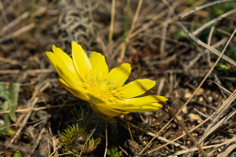 Yellow Pheasant S Eye or Adonis Vernalis Flower in Nature Stock Photo ...