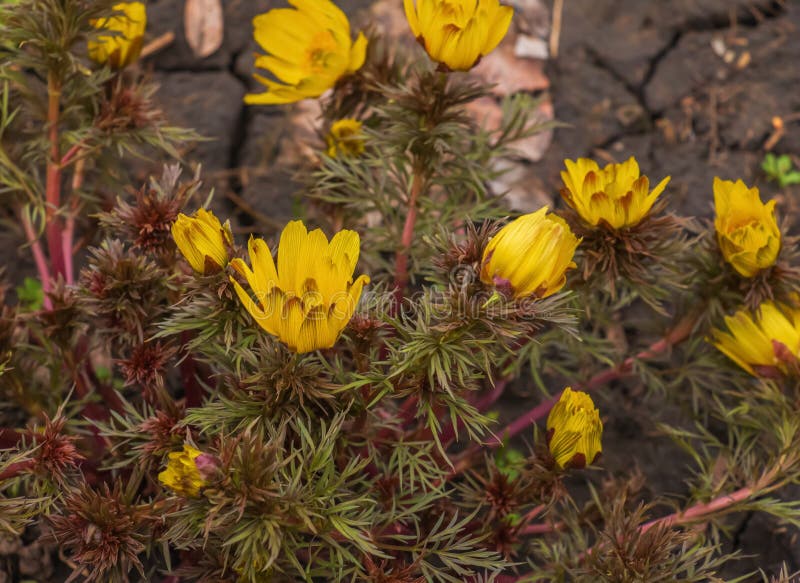 Yellow Pheasant S Eye or Adonis Vernalis Flower in Nature at Spring ...
