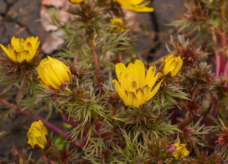 Yellow Pheasant S Eye or Adonis Vernalis Flower in Nature at Spring ...