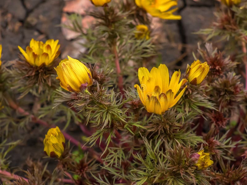 Yellow Pheasant S Eye or Adonis Vernalis Flower in Nature at Spring ...