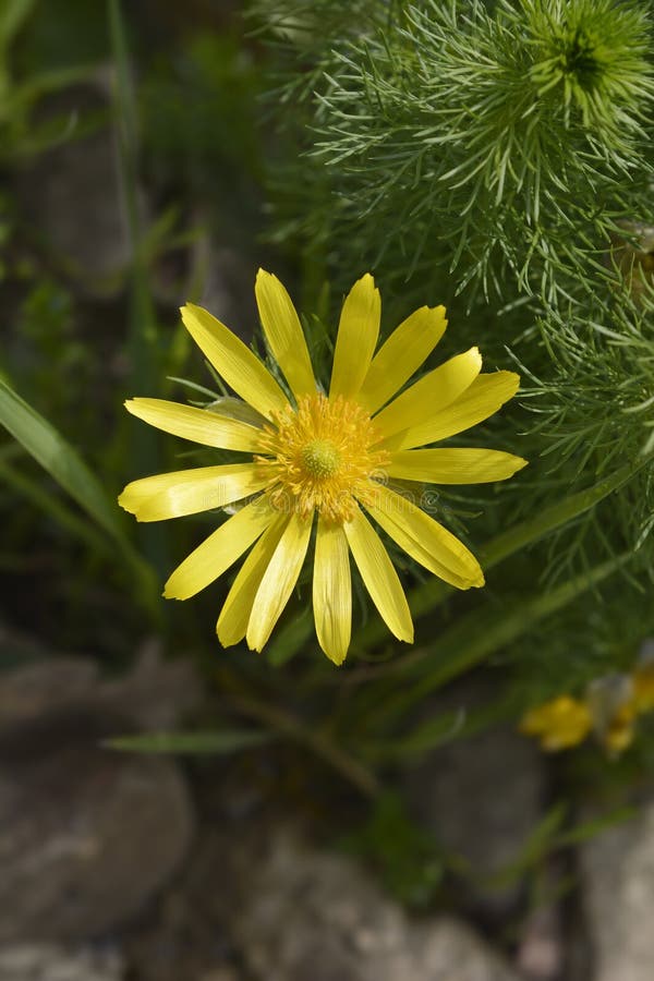 Yellow pheasants eye stock photo. Image of adonis, garden - 310644264
