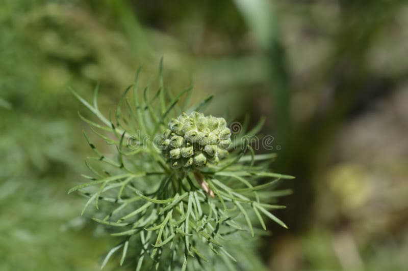 Yellow pheasants eye stock photo. Image of botany, yellow - 323087708