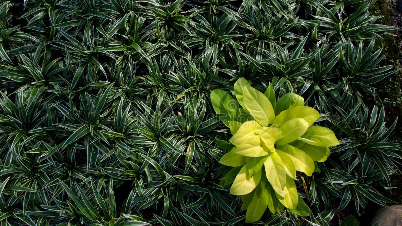 Yellow Philodendron Growing on the Pots Stock Image - Image of garden ...
