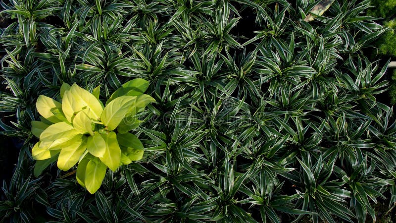 Yellow Philodendron Growing on the Pots Stock Image - Image of garden ...