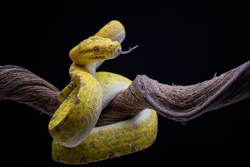 A Yellow Phyton is Tasting the Air Stock Photo - Image of snake, frog ...