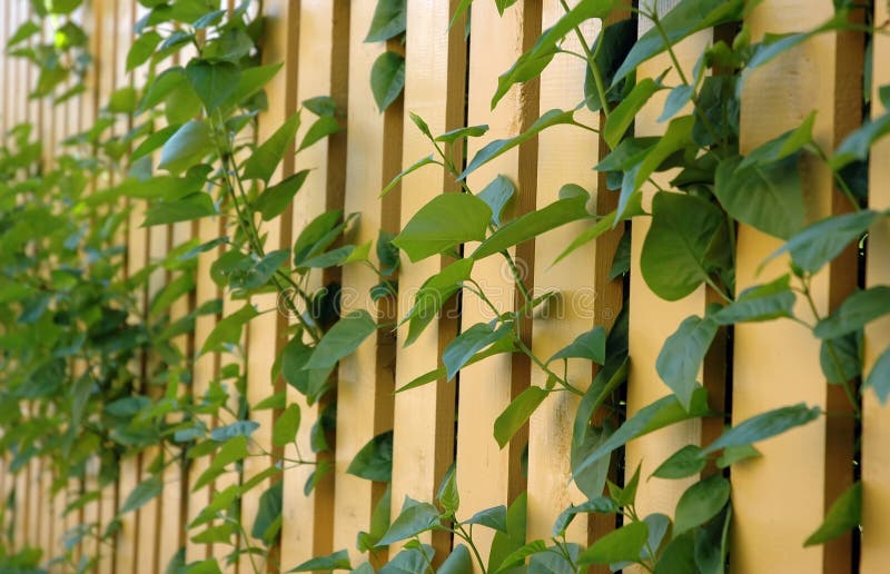 Yellow picket fence stock photo. Image of beautiful, picket - 14597092