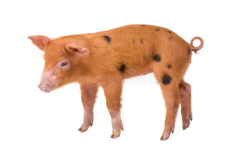 Yellow pig isolated stock image. Image of livestock - 125216379