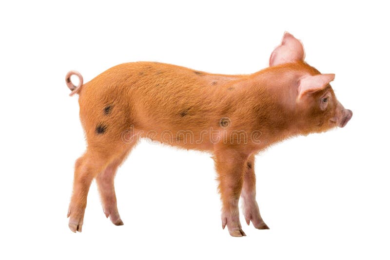 Yellow pig isolated stock image. Image of livestock - 125216379