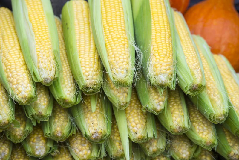 Corn on the counter stock image. Image of crop, agriculture - 101117969