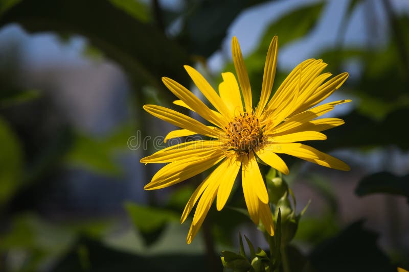 A Yellow Pilot Weed Flower Facing the Sun Stock Photo - Image of pilot ...