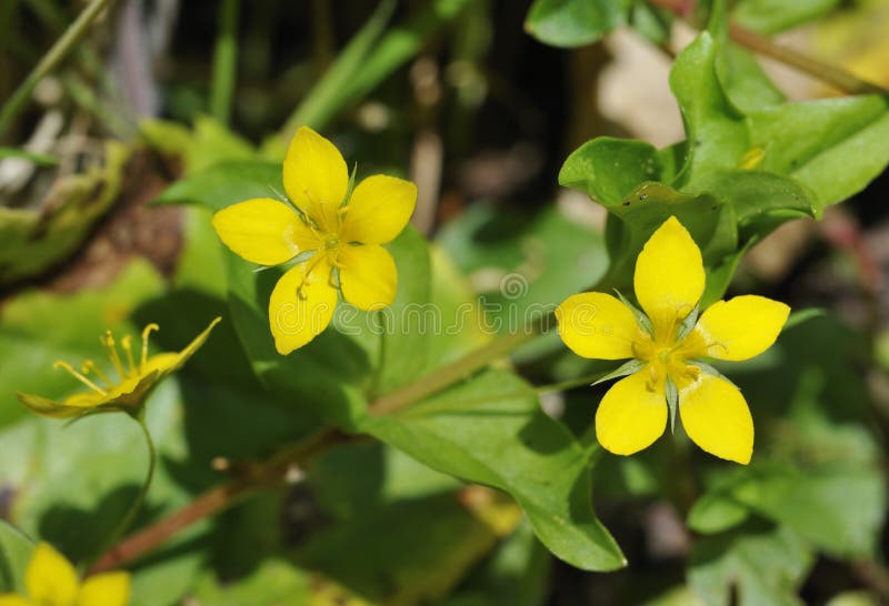 Yellow Pimpernel (Lysimachia Nemorum) Plant in Flower Stock Photo ...