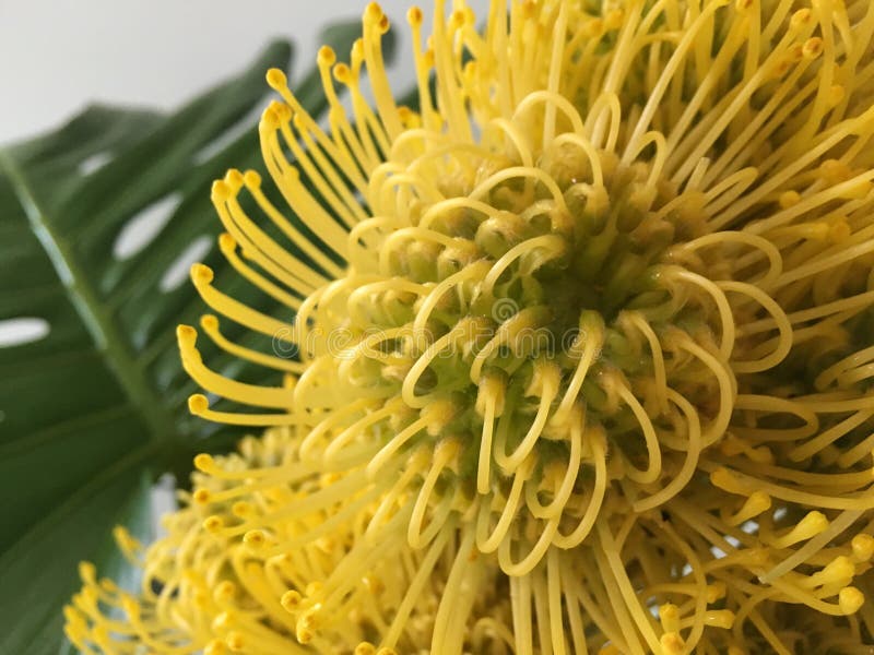 Yellow Pincushion Protea stock image. Image of daisy - 256868809