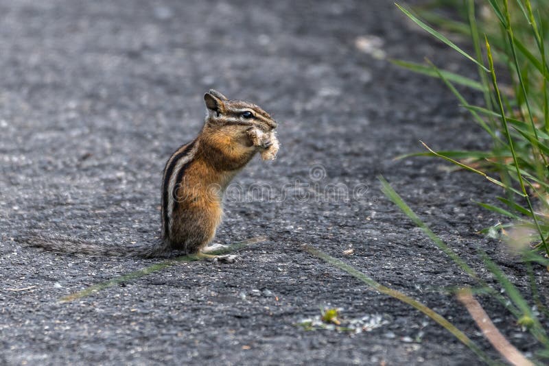 Yellow-pine Chipmunk stock photo. Image of amoenus, washington - 190811412