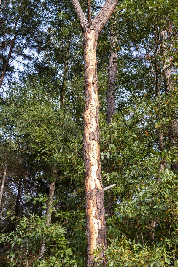 Yellow Pine Tree Dead Killed by Bark Beetles Stock Image - Image of ...