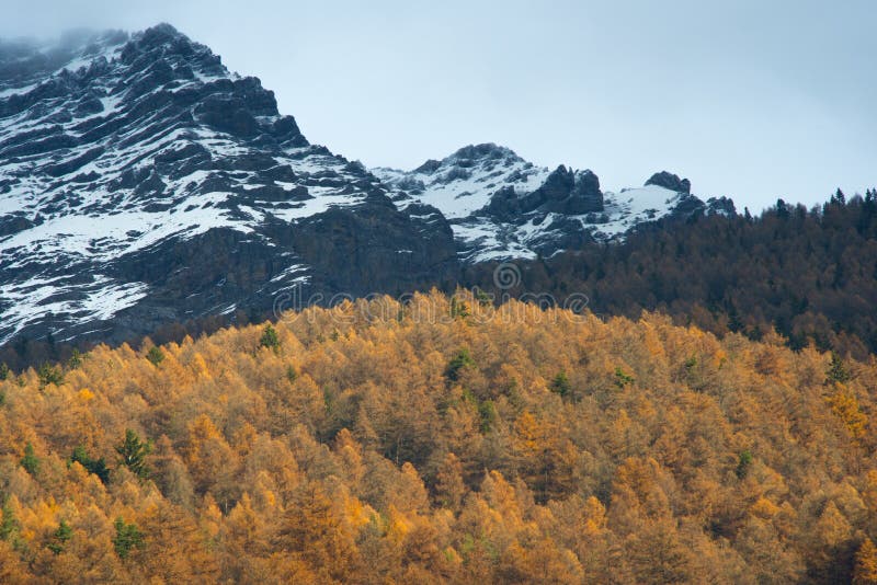 Yellow Pine Trees in the Alps Stock Image - Image of cloud, terrain ...
