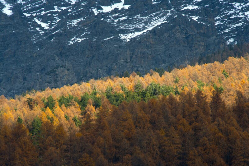 Yellow Pine Trees in the Alps Stock Image - Image of italy, morning ...