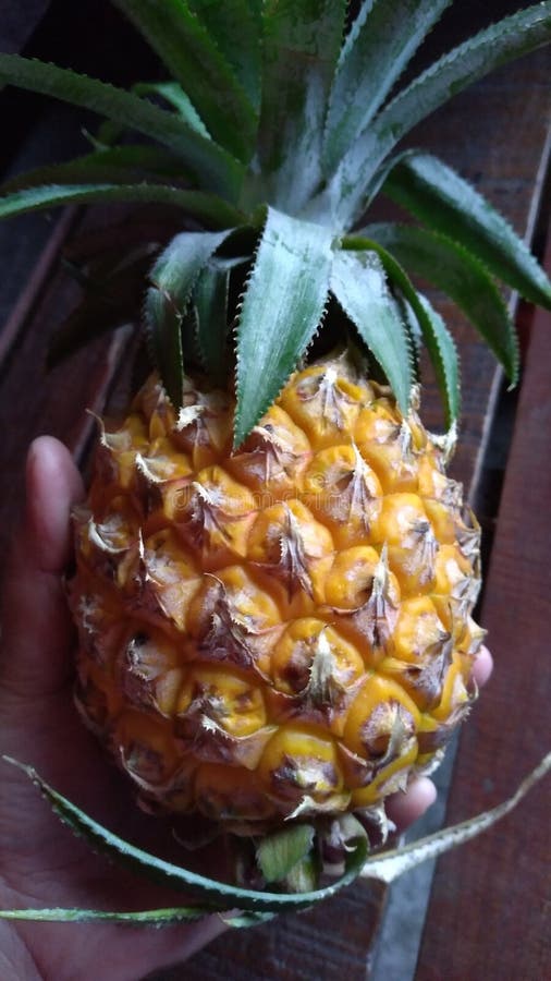 Yellow Pineapple Fruit that is Perfectly Ripe and Can Be Consumed Stock ...
