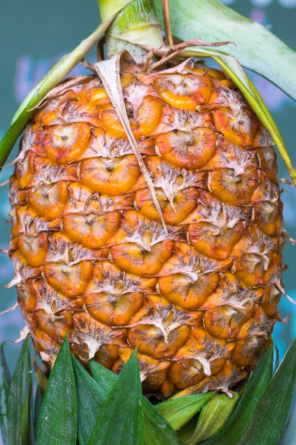 Yellow pineapple green stock image. Image of fruits, isolated - 98609925