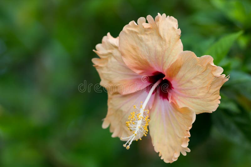 Yellow and Pink Chaba stock image. Image of bright, botany - 48617771