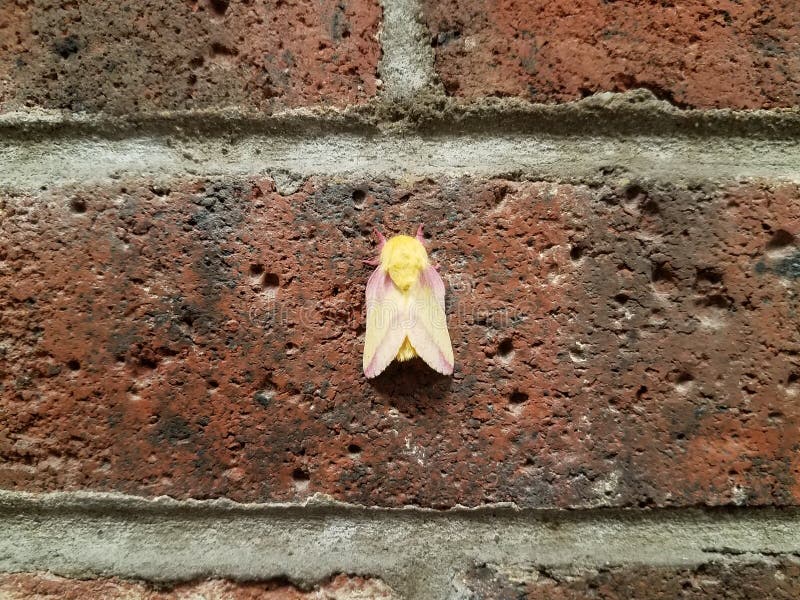 Yellow and Pink Hairy Moth on Red Brick Wall Stock Image - Image of ...