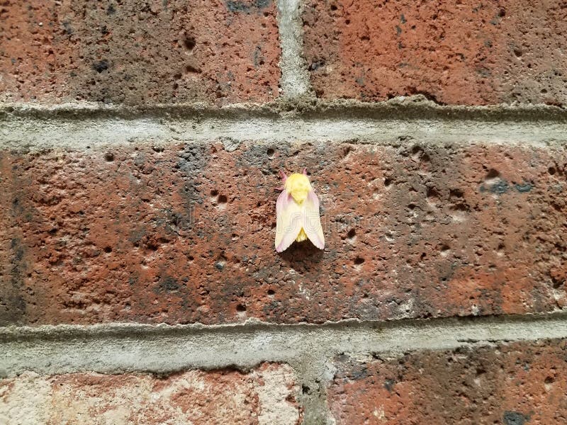 Yellow and Pink Hairy Moth on Red Brick Wall Stock Image - Image of ...