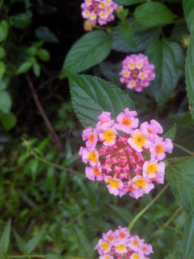 Yellow stock image. Image of flowers, pink, yellow, beautiful - 48026997