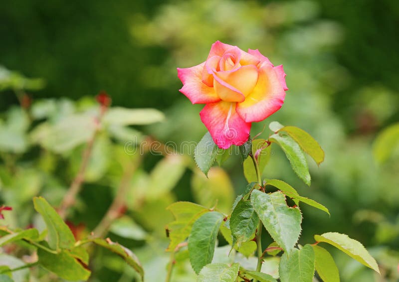 Yellow pink rose stock image. Image of macro, rose, beauty - 109785597