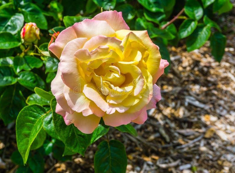Yellow and Pink Rose Macro stock image. Image of details - 222321205