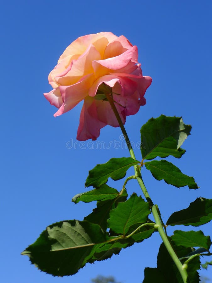 Yellow pink rose stock image. Image of natural, garden - 85092635