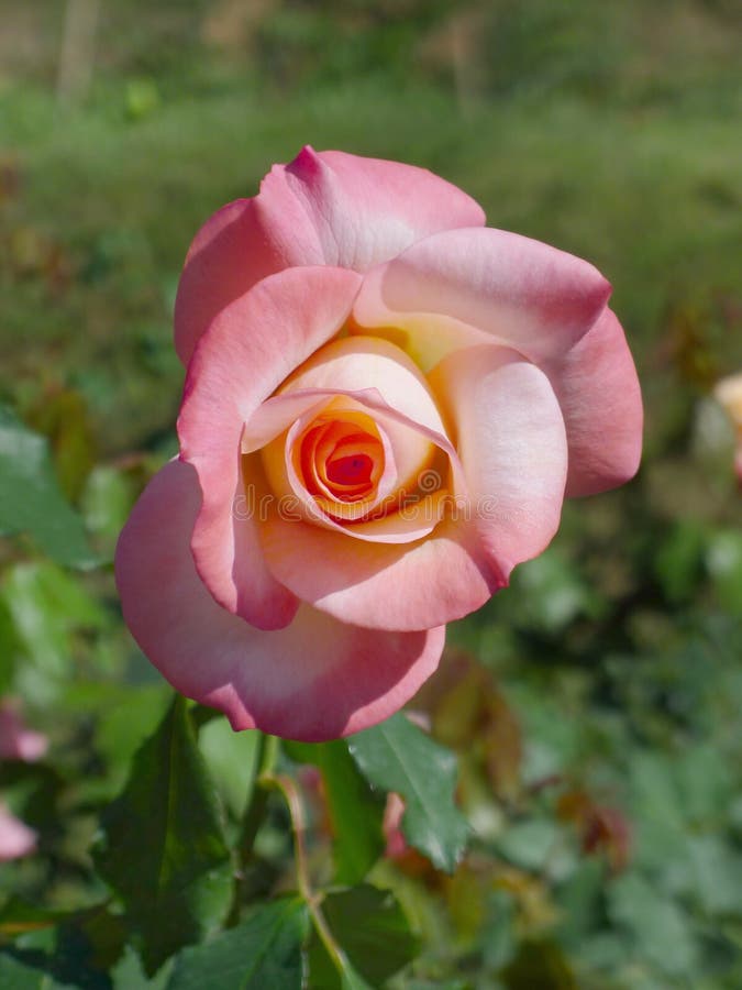 Yellow pink rose stock photo. Image of plant, love, nature - 85094296