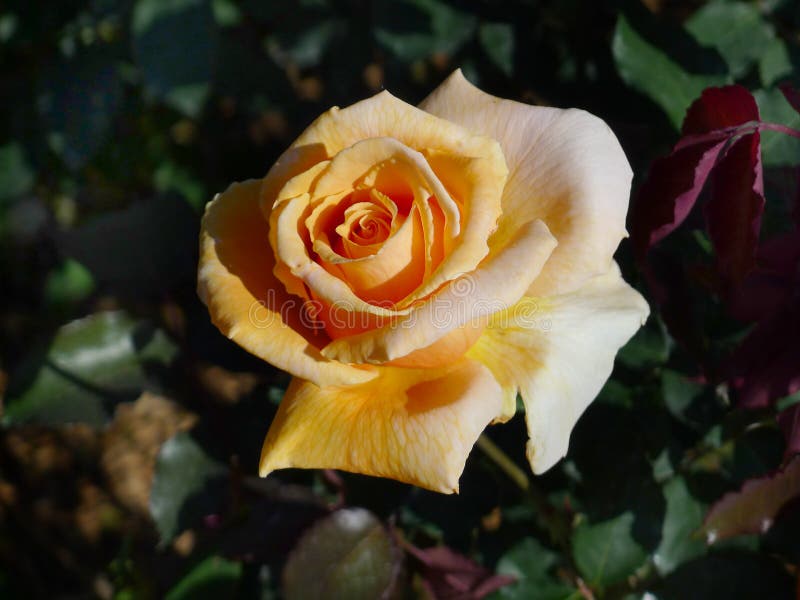 Yellow pink rose stock image. Image of nature, close - 85095141