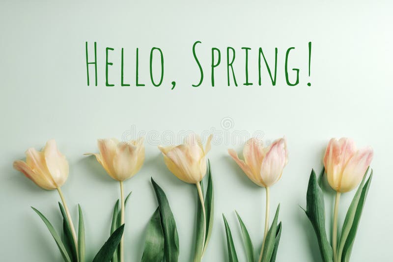 Yellow-pink Tulips on Light Green Background with Words Hello, Spring ...