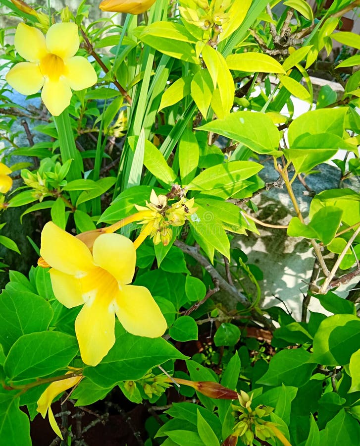 Yellow Pinwheel Flower in the Garden Stock Image - Image of flower ...
