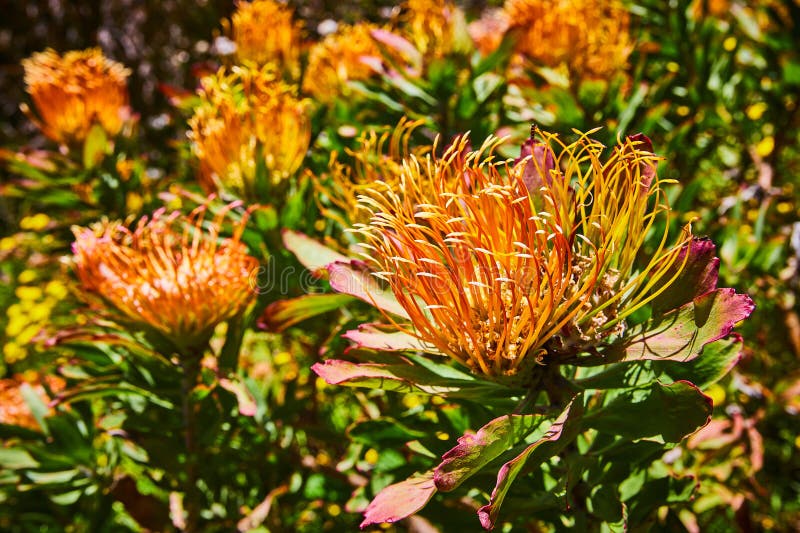 Yellow Pinwheel Flowers in Full Bloom Macro Side View with Field Vision ...