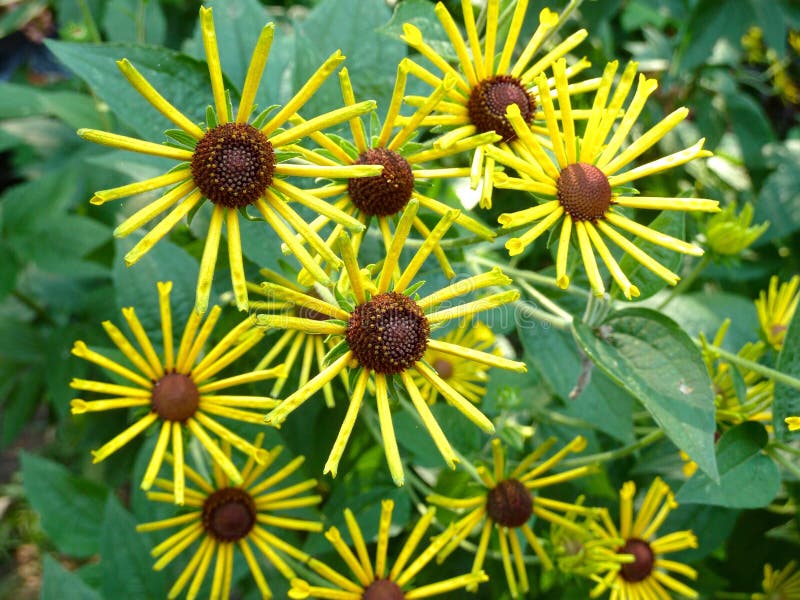 Yellow pinwheel flowers stock image. Image of plant, grow - 47144129