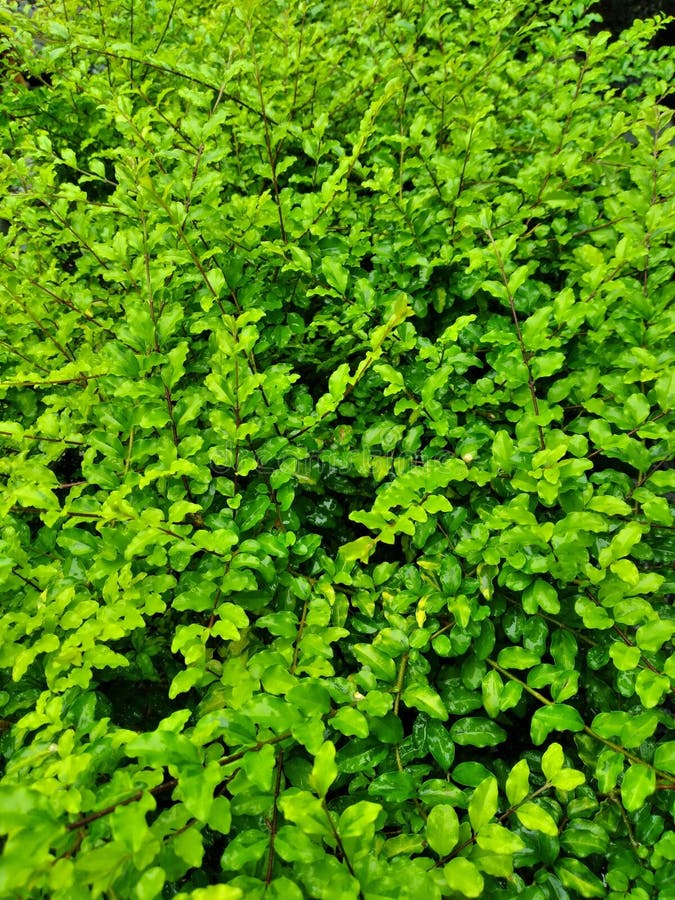 Yellow Pinwheel Hedge Plant Stock Image - Image of evergreen, flower ...