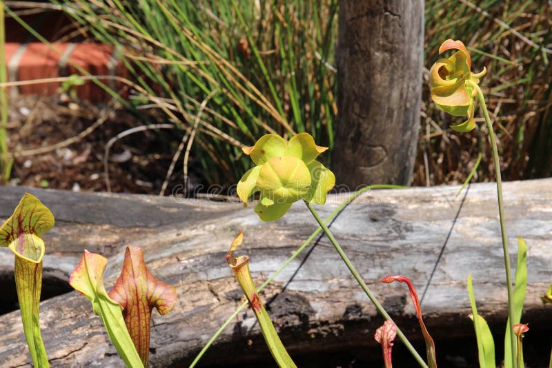 Yellow Pitcher Plants in a Garden Stock Photo - Image of leaves, close ...