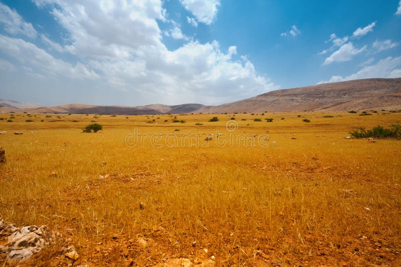 An oasis in a desert stock photo. Image of landscape - 25605040