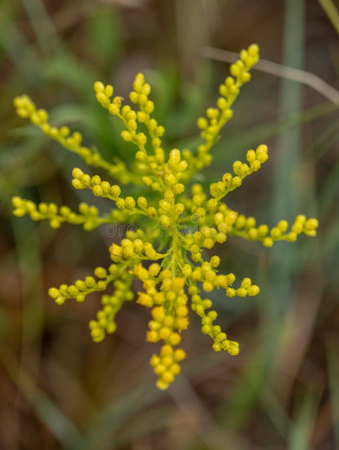 Yellow Plant on the Edge of Blooming in Wind Cave Stock Image - Image ...