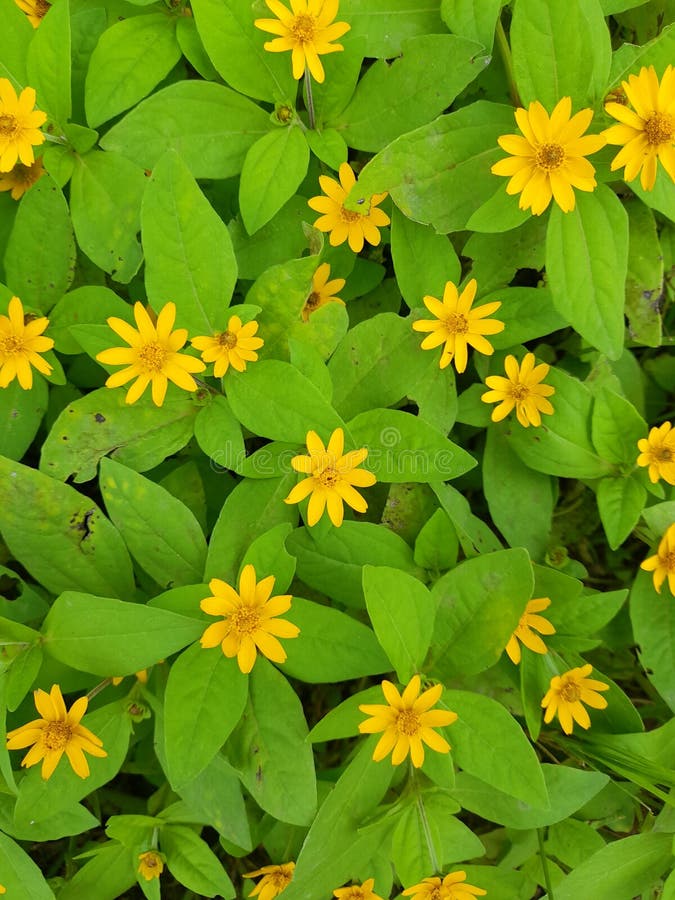 Yellow plant flower stock image. Image of leaf, shrub - 222029217