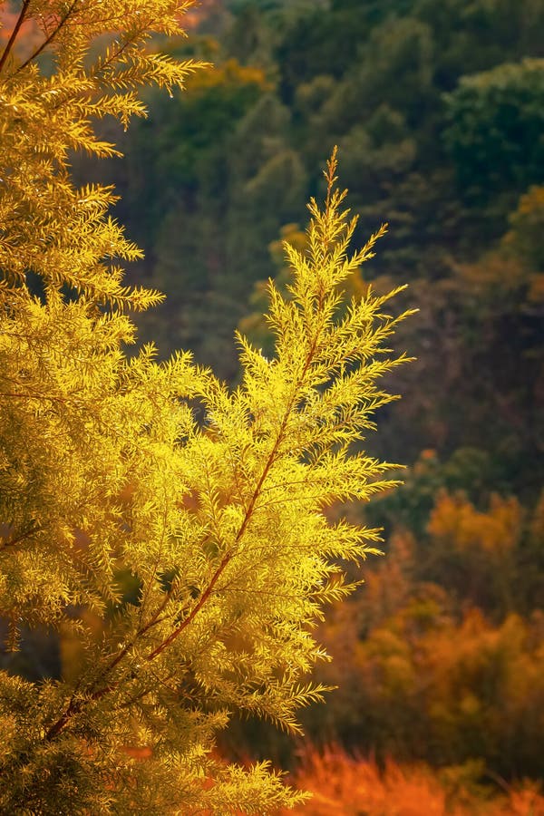 Yellow Plant in Forest stock image. Image of yellow - 115655935