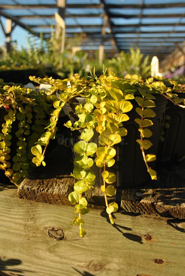 Yellow plants at the farm stock image. Image of leaves - 45017779