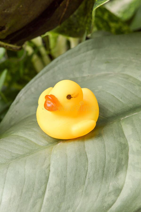 Yellow Plastic Duck Doll on Leaves Stock Image - Image of close, nature ...